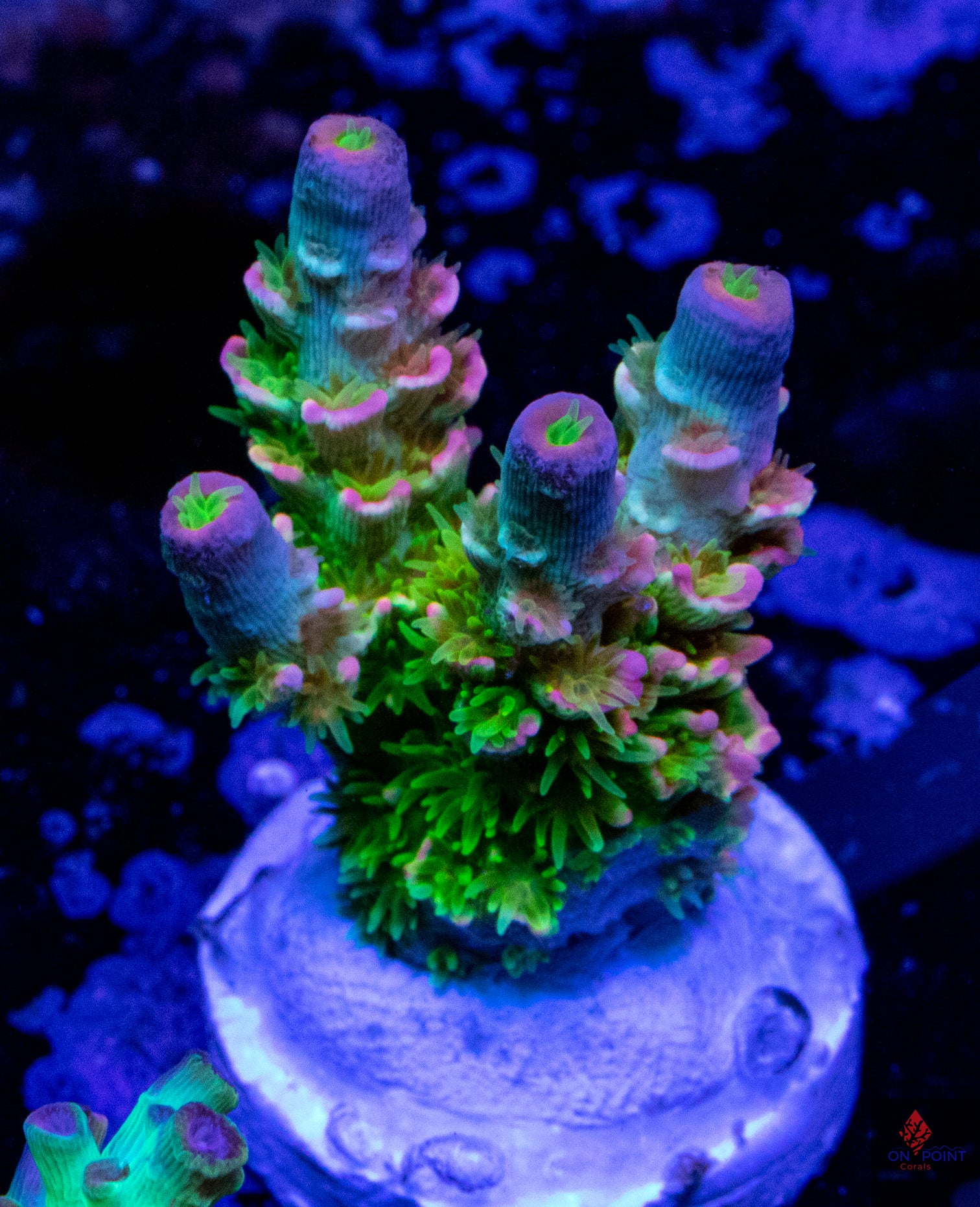 On Point Corals - Live Corals, SPS, Acropora, Tenuis Frags – On Point ...