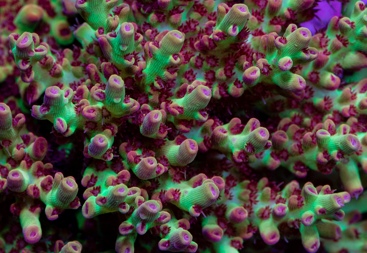 SPS: Cut To Order – On Point Corals LLC