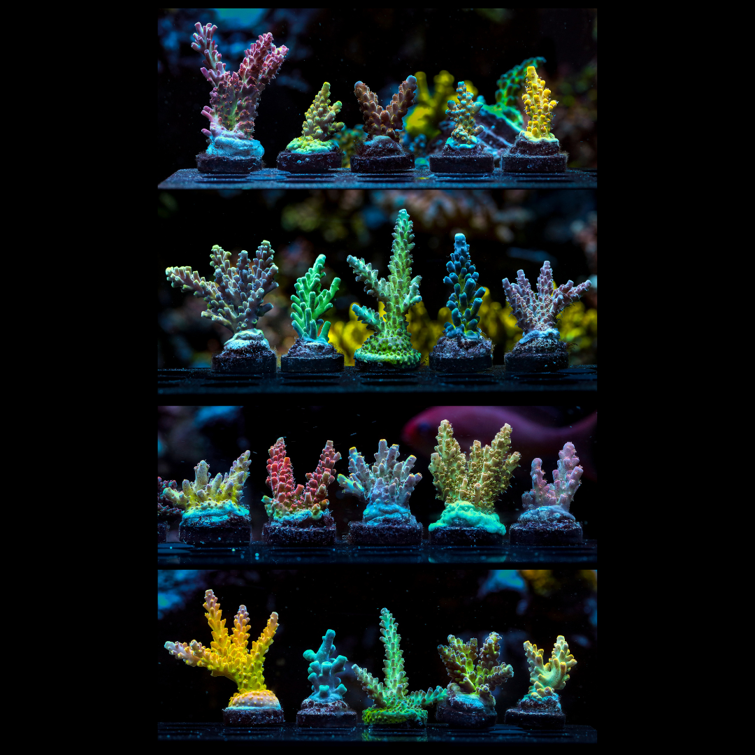 On Point Corals - Live Corals, SPS, Acropora, Tenuis Frags – On Point ...