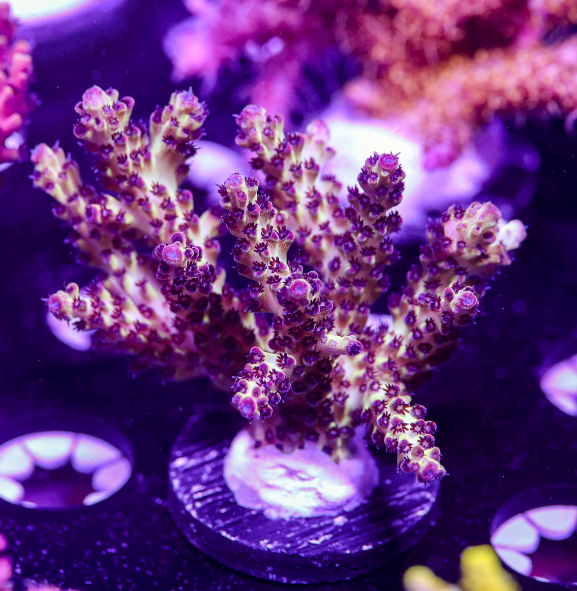 Mini Colonies – On Point Corals LLC