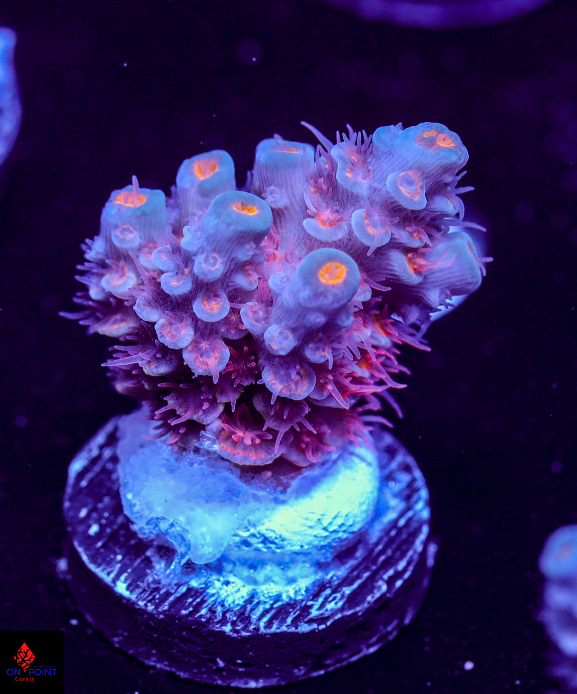 On Point Corals - Live Corals, SPS, Acropora, Tenuis Frags – On Point ...