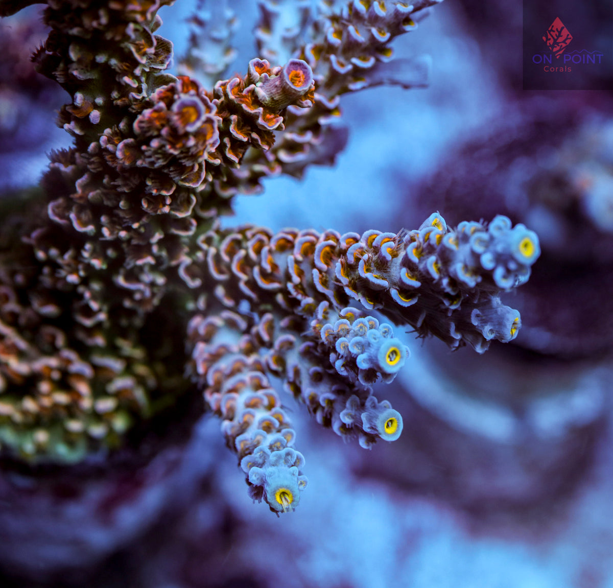 Matt V Time Machine – On Point Corals LLC