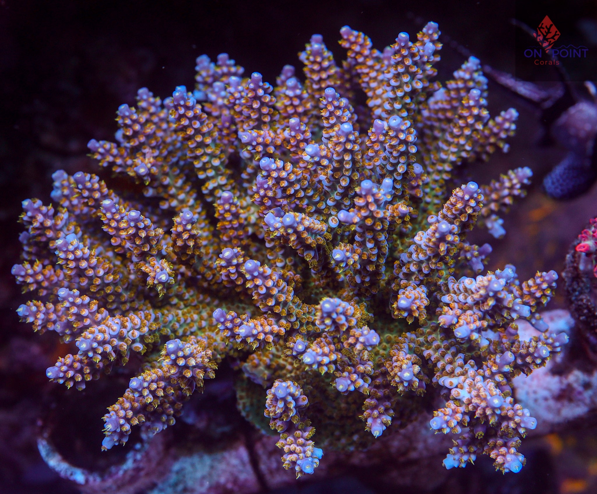 RT66 Merlin Staff – On Point Corals LLC