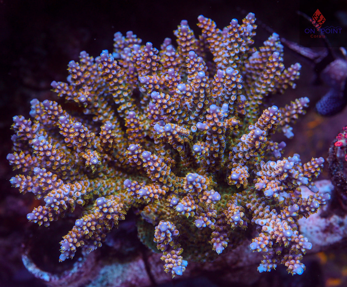 RT66 Merlin Staff – On Point Corals LLC