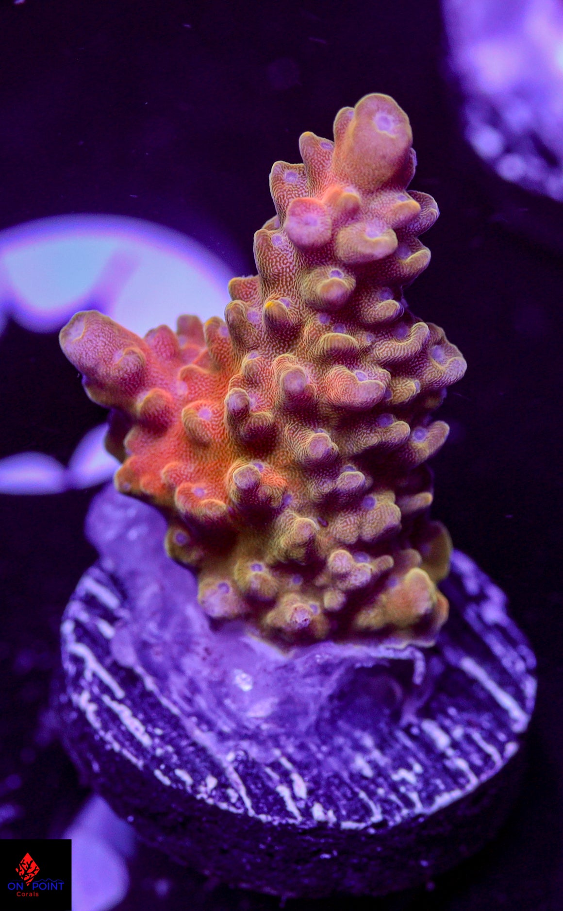 On Point Corals - Live Corals, SPS, Acropora, Tenuis Frags – On Point ...