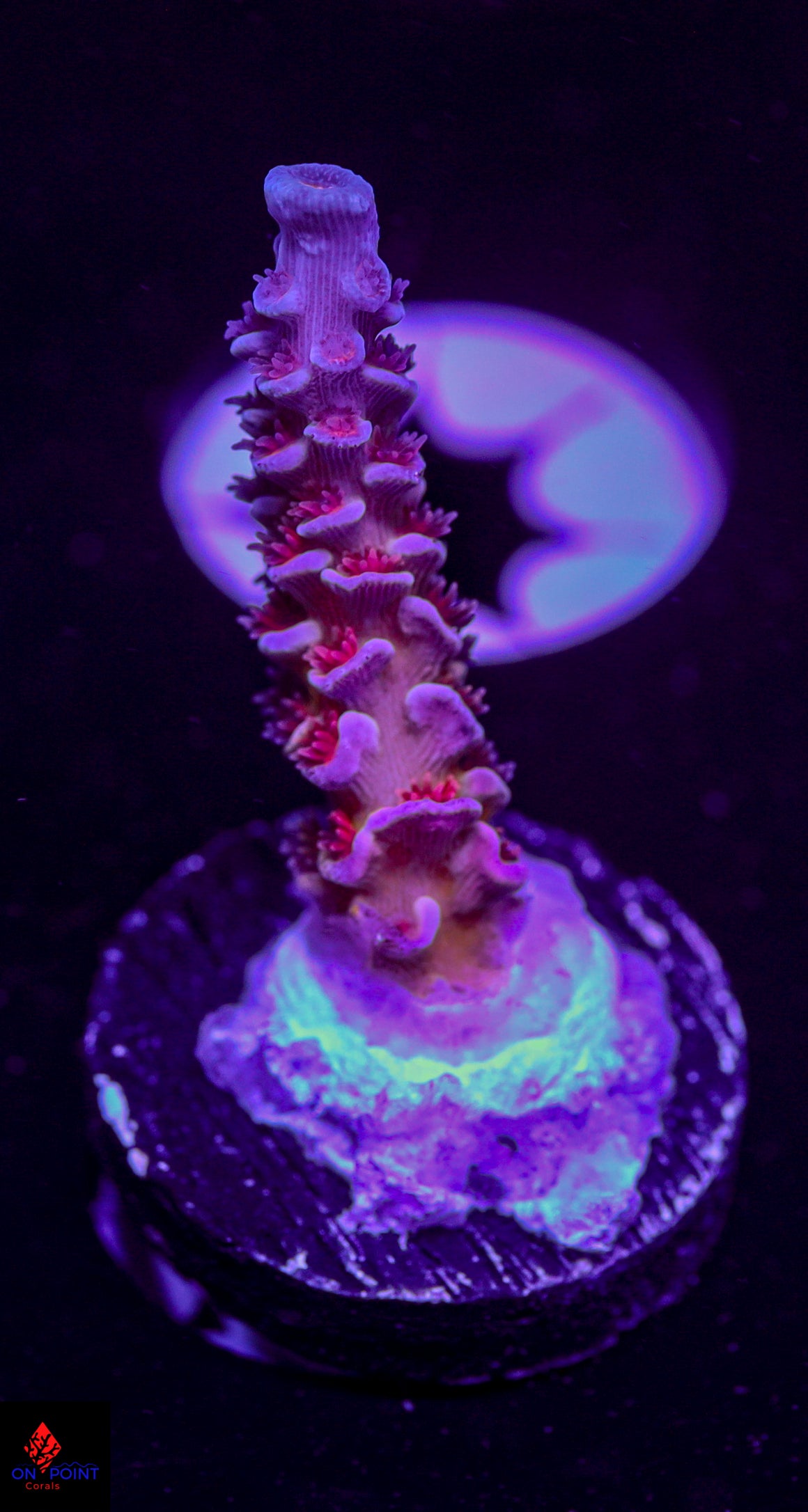 On Point Corals - Live Corals, SPS, Acropora, Tenuis Frags – On Point ...