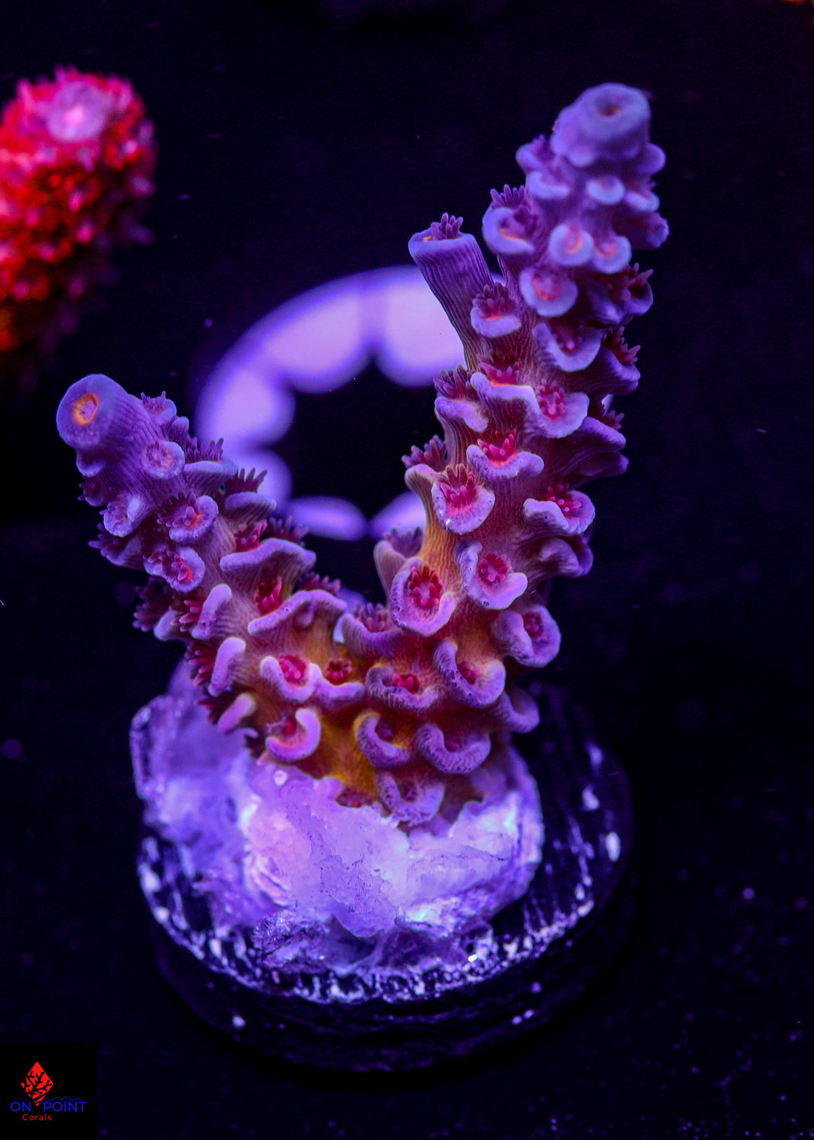 On Point Corals - Live Corals, SPS, Acropora, Tenuis Frags – On Point ...