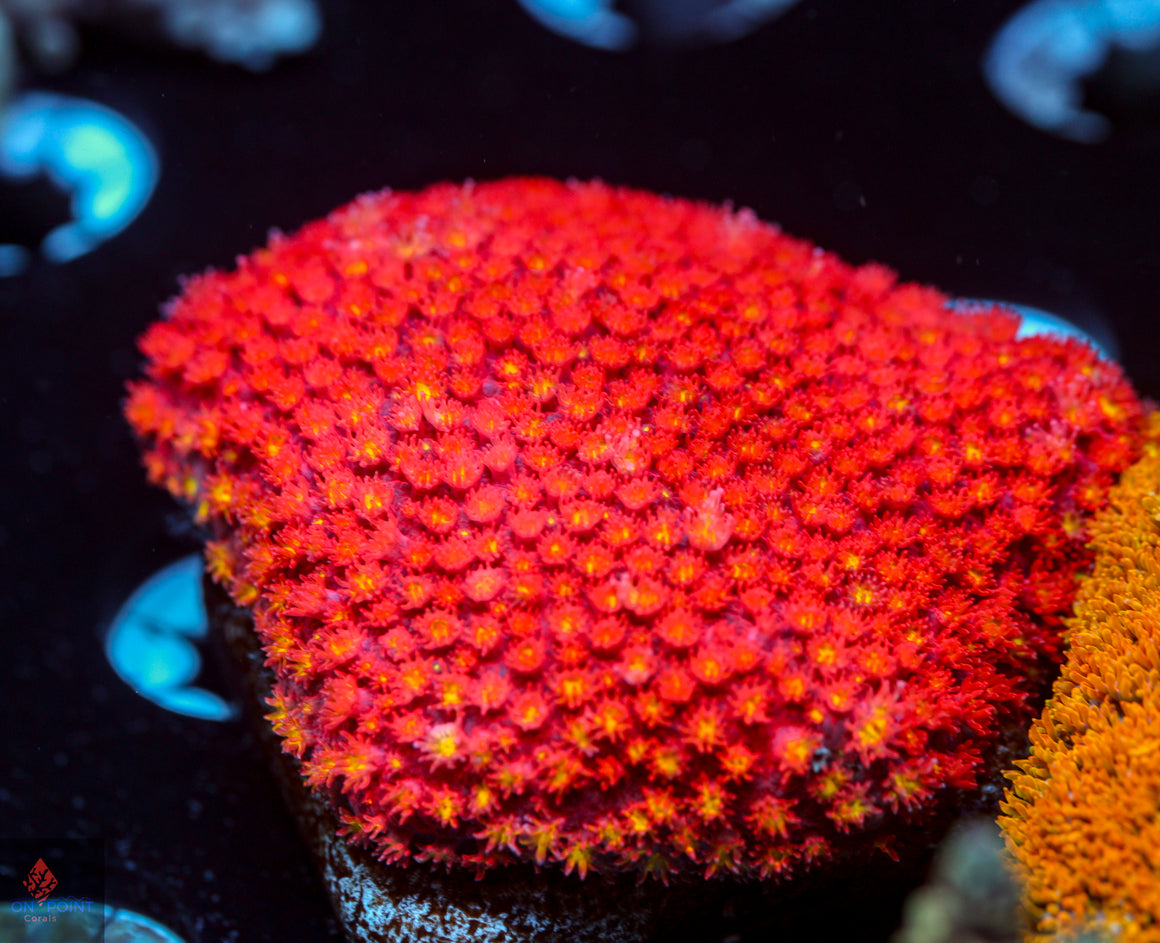 On Point Corals - Live Corals, SPS, Acropora, Tenuis Frags – On Point ...