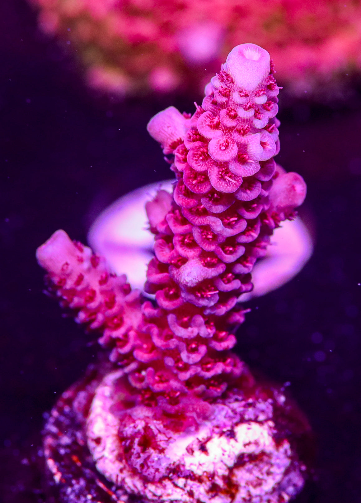 On Point Corals - Live Corals, SPS, Acropora, Tenuis Frags – On Point ...