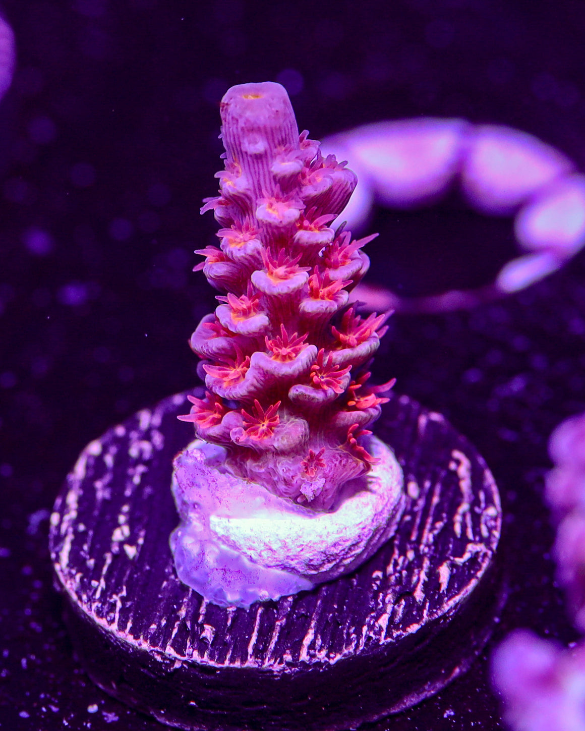 On Point Corals - Live Corals, SPS, Acropora, Tenuis Frags – On Point ...