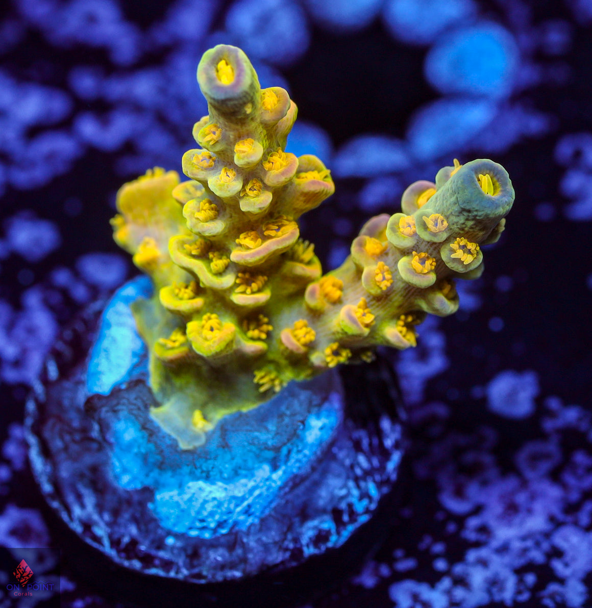 On Point Corals - Live Corals, SPS, Acropora, Tenuis Frags – On Point ...