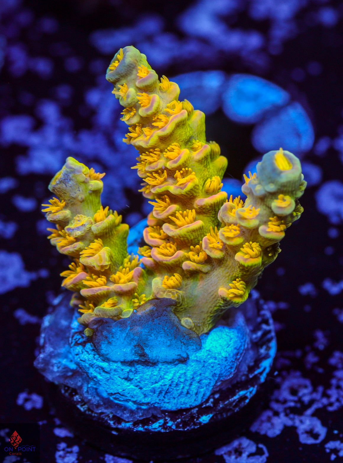 On Point Corals - Live Corals, SPS, Acropora, Tenuis Frags – On Point ...
