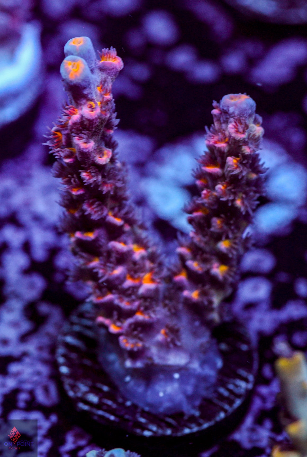 On Point Corals - Live Corals, SPS, Acropora, Tenuis Frags – On Point ...