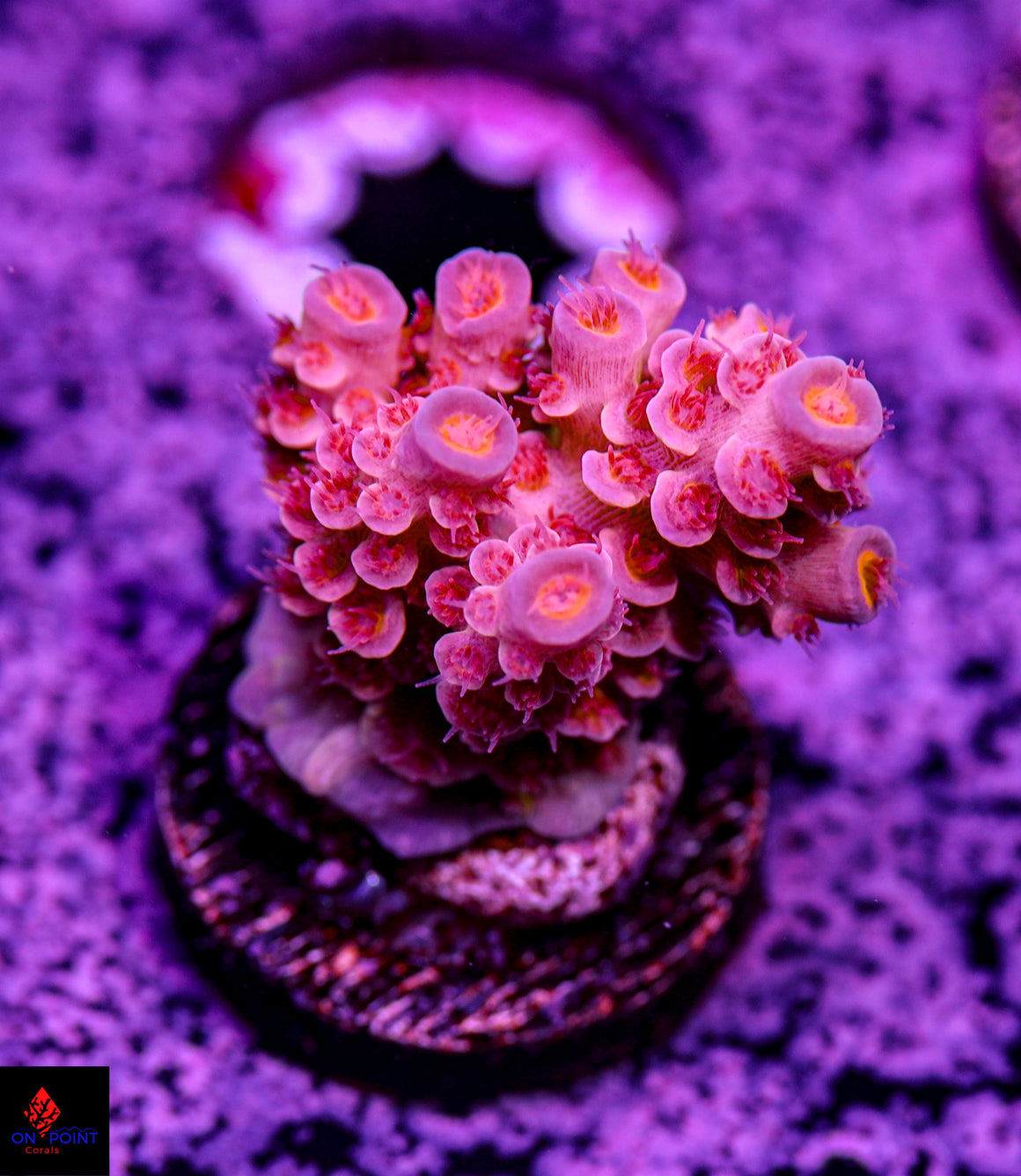 On Point Corals - Live Corals, SPS, Acropora, Tenuis Frags – On Point ...