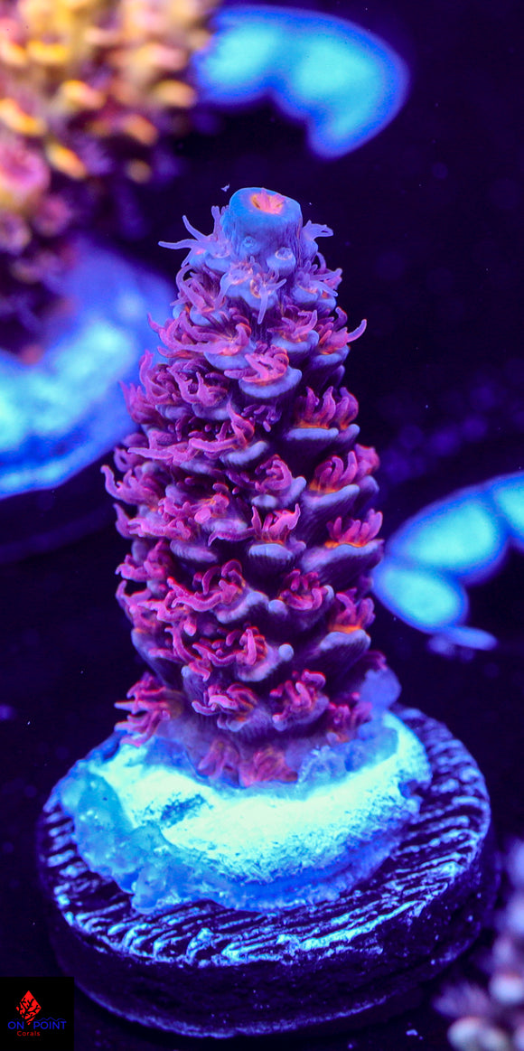 On Point Corals - Live Corals, SPS, Acropora, Tenuis Frags – On Point ...