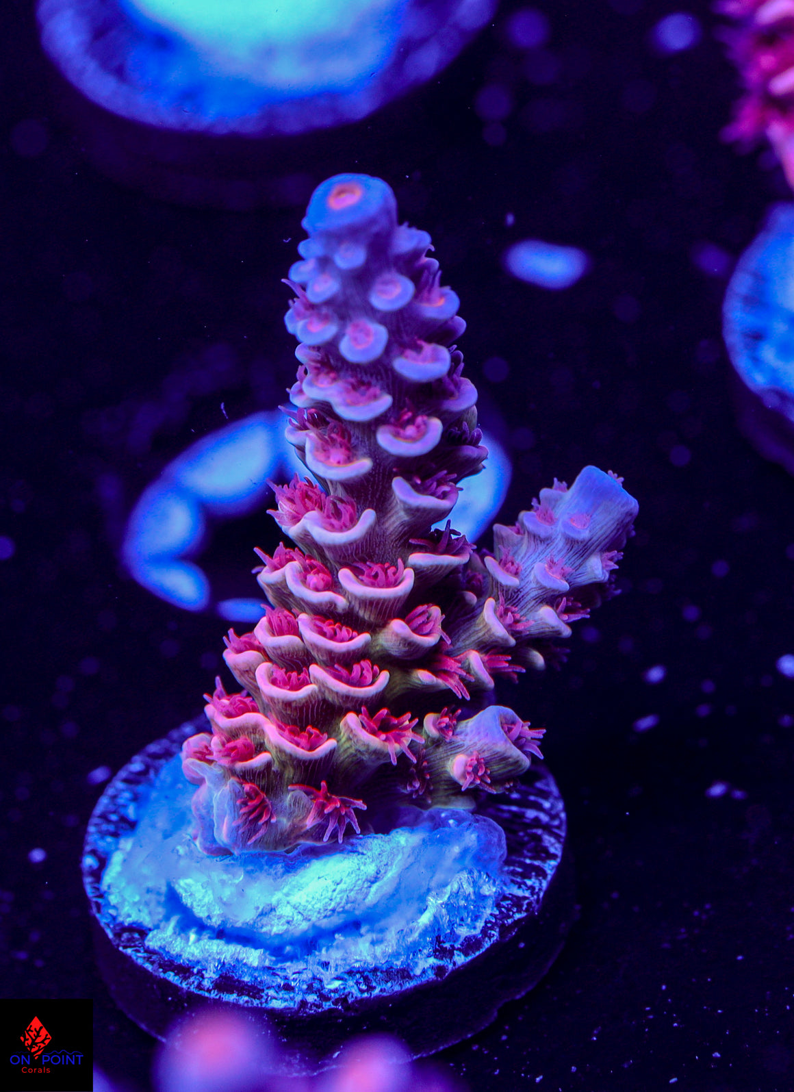 On Point Corals - Live Corals, SPS, Acropora, Tenuis Frags – On Point ...