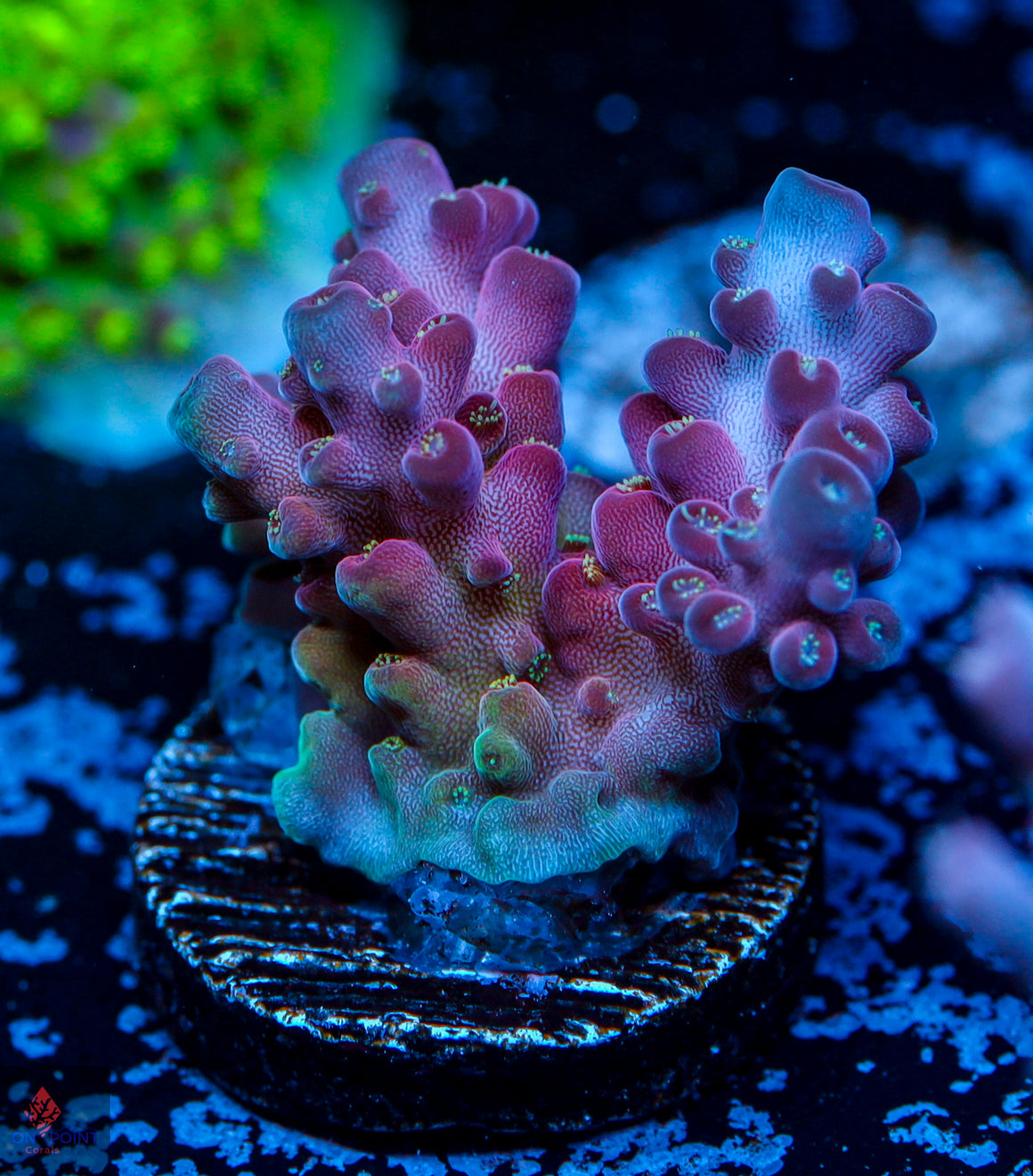 On Point Corals - Live Corals, SPS, Acropora, Tenuis Frags – On Point ...