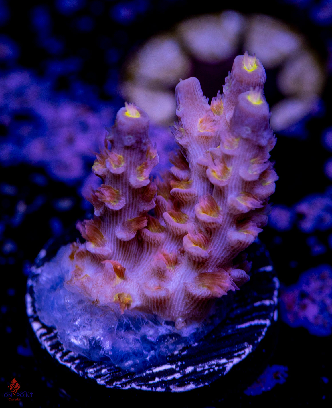 On Point Corals - Live Corals, SPS, Acropora, Tenuis Frags – On Point ...