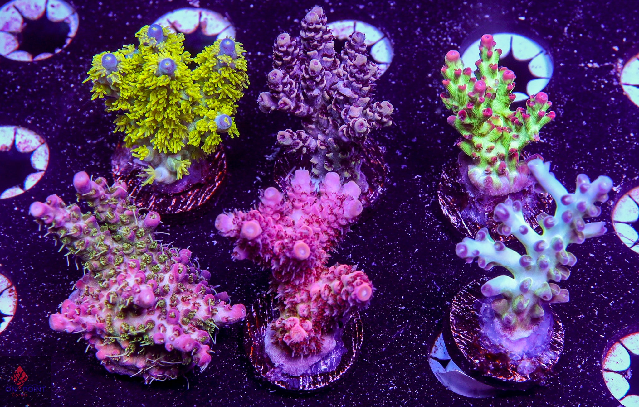 Acro 6 Pack C: RRC Marvin the Martian, TSA Rainbow Sherbert, BC Hyperb ...