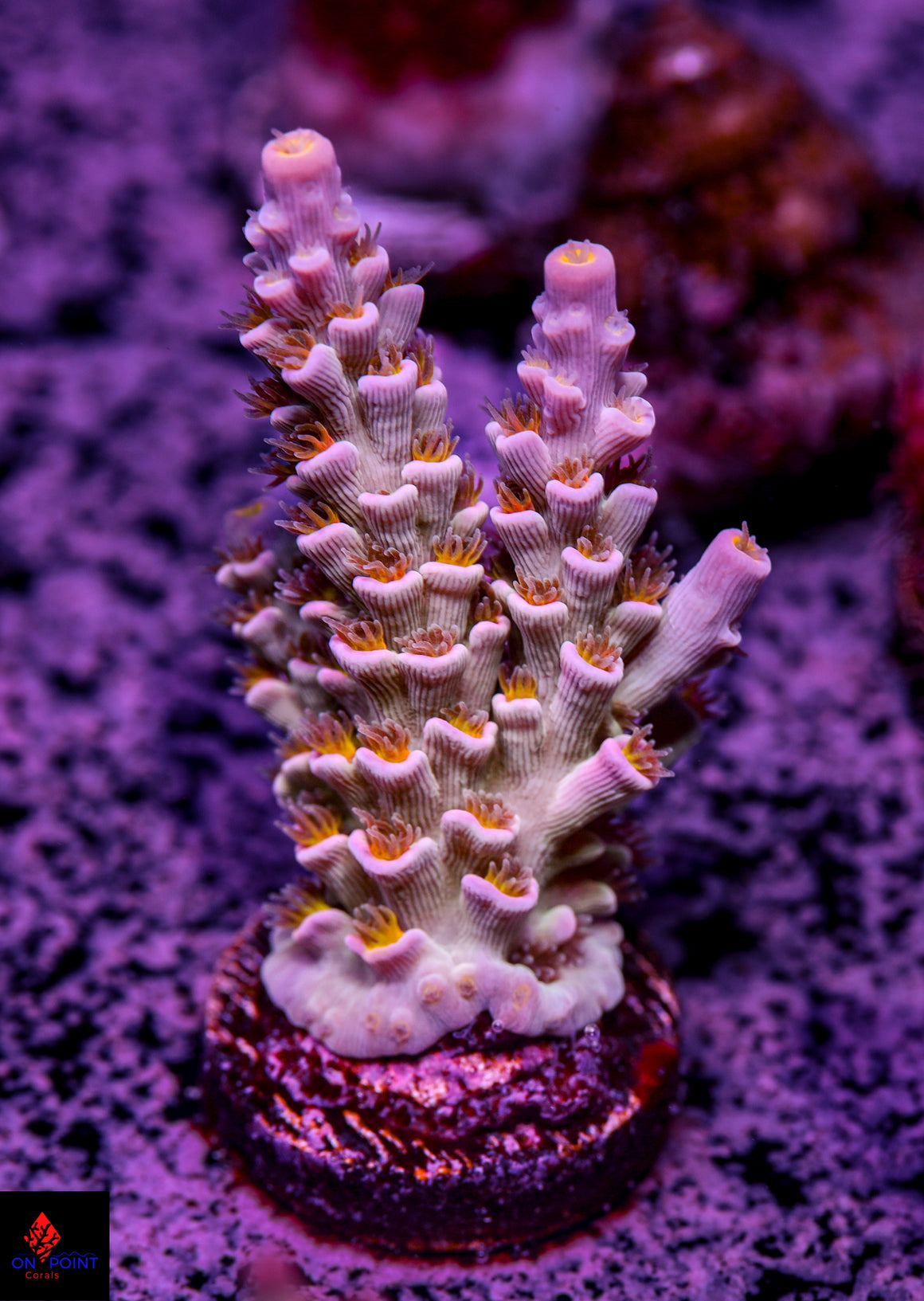 On Point Corals - Live Corals, SPS, Acropora, Tenuis Frags – On Point ...
