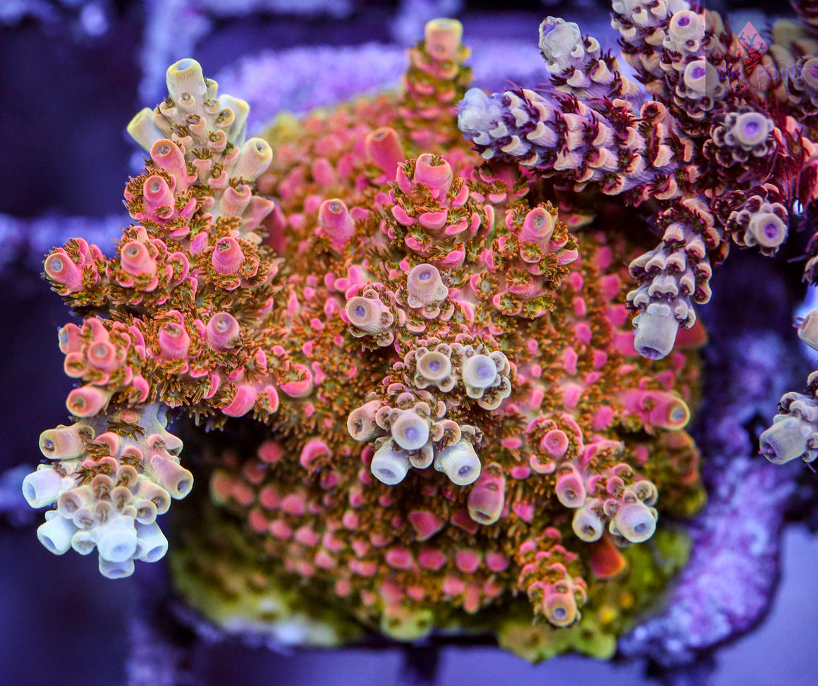 On Point Corals - Live Corals, SPS, Acropora, Tenuis Frags – On Point ...