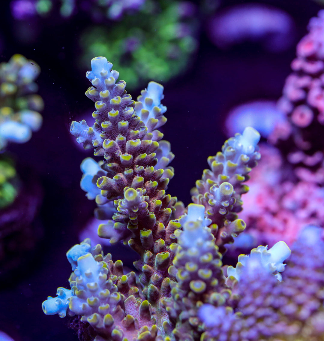 RC Poison Envy – On Point Corals LLC