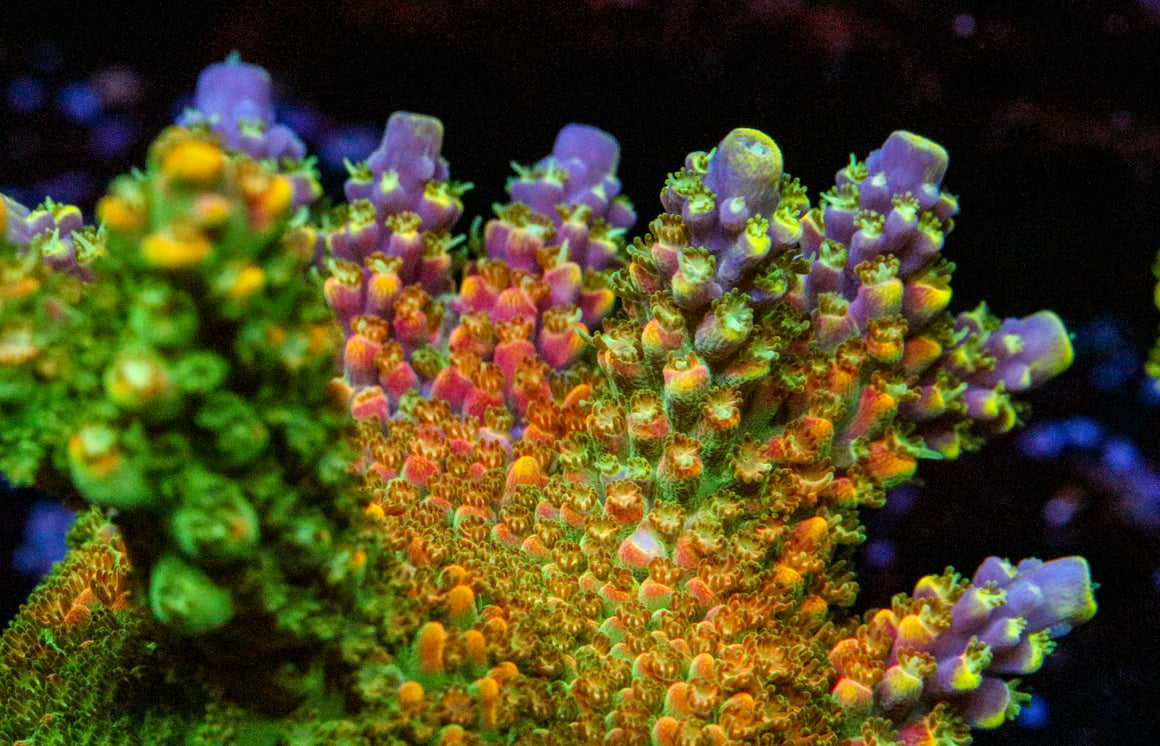 On Point Corals - Live Corals, SPS, Acropora, Tenuis Frags – On Point ...